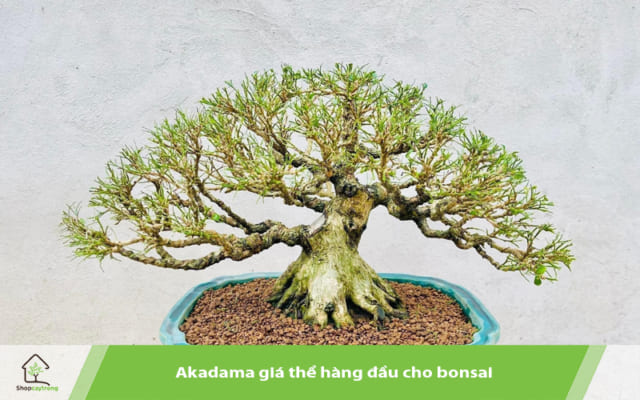 Kinh nghiệm chọn đất giá thể trồng cây bonsai hiệu quả