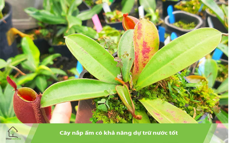 Địa chỉ mua giá thể trồng cây cảnh nắp ấm tại TpHCM - Shop Cây Trồng