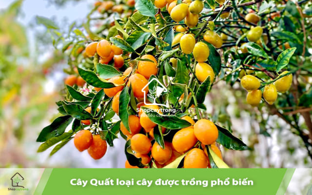 Đất giá thể trồng cây quất như thế nào là tốt? Hướng dẫn cách trồng ...