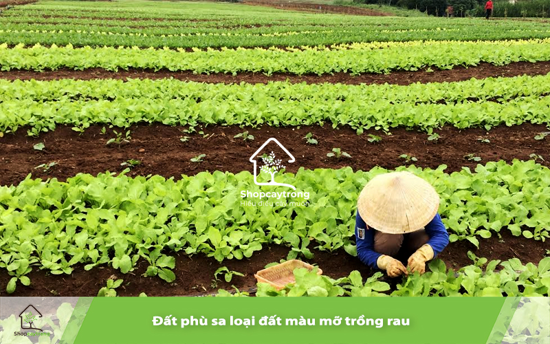 Đất trồng rau là gì? Loại đất trồng rau nào tốt nhất