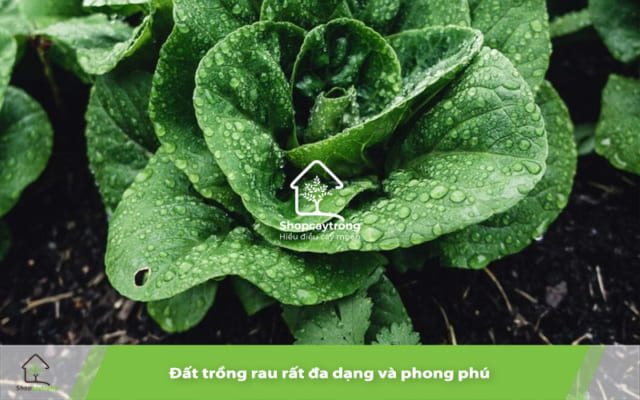 Đất trồng rau là gì? Loại đất trồng rau nào tốt nhất