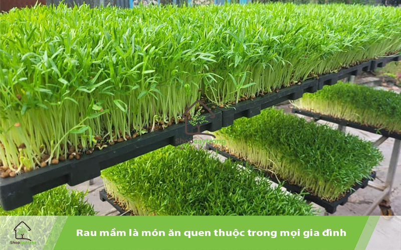 3 cách làm rau mầm đậu xanh đơn giản tại nhà - Shop Cây Trồng