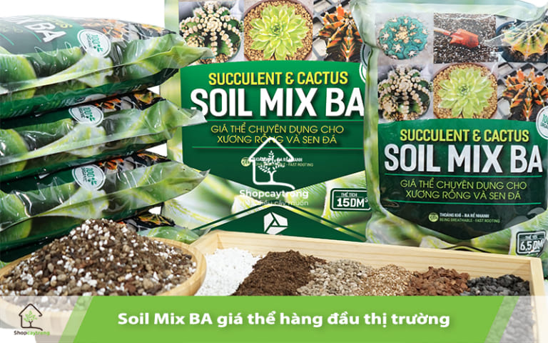 Sử dụng đất Soil Mix BA trồng sen đá nâu hiệu quả - Shop Cây Trồng