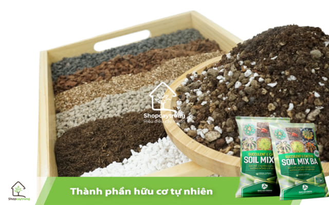 Soil Mix là gì? Đất Soil Mix BA trồng sen đá loại nào tốt?